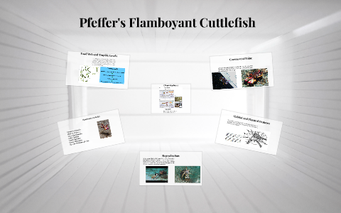 Pfeffer's Flamboyant Cuttlefish by Brenda Boatman