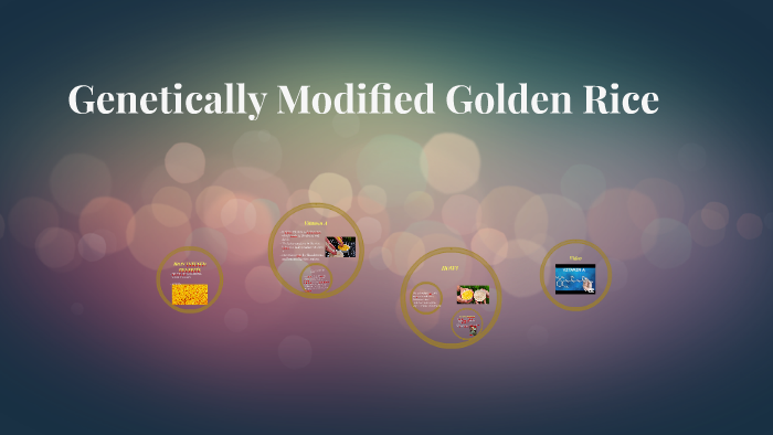 Genetically Modified Golden Rice by Yolanda Waters on Prezi