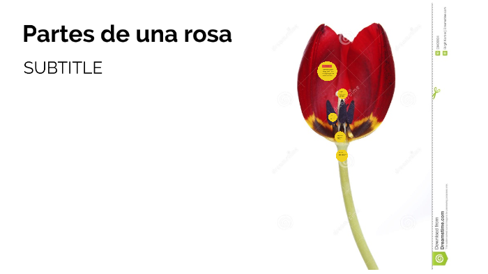 partes de una rosa :3 by Thalia Jaraba on Prezi