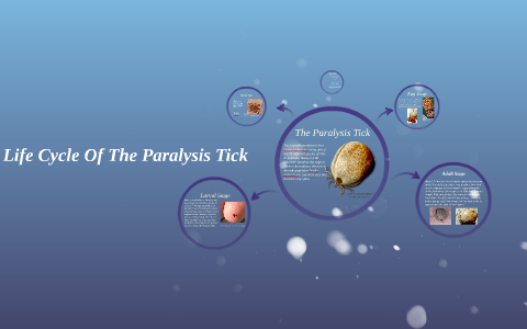 Life Cycle Of The Paralysis Tick by Zachary Willcox on Prezi