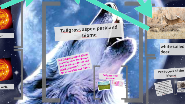 Tallgrass aspen parkland by:kazlyn and dylan by dylan yaggy on Prezi