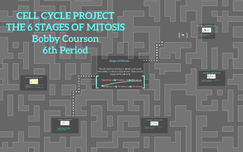 CELL CYCLE - THE 6 STAGES OF MITOSIS by Shirley Courson on Prezi