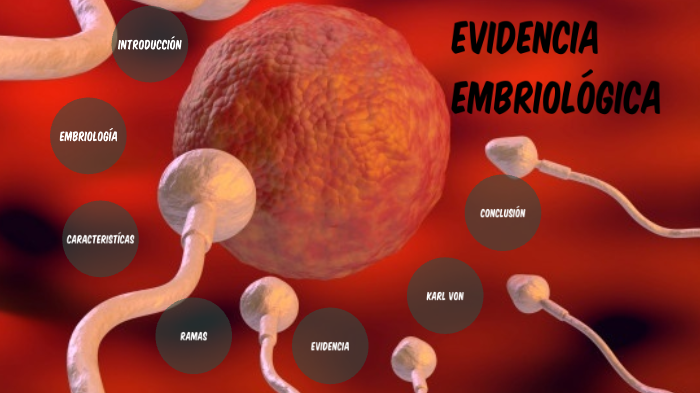 Evidencia Embriológica by Mabel Perez on Prezi