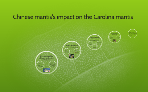 Chinese mantis' impact on the Carolina mantis by Lindsay Cox on Prezi