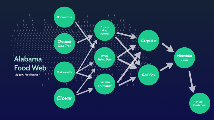 Alabama Food Web by Joey Mackiewicz on Prezi