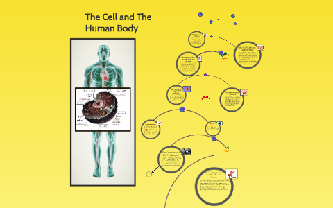The Cell and The Human Body by James Mandani on Prezi