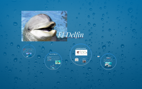 Los delfínidos (Delphinidae), llamados comúnmente delfines o by edgar ...