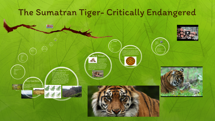 The Sumatran Tiger- Critically Endangered by Lydia on Prezi