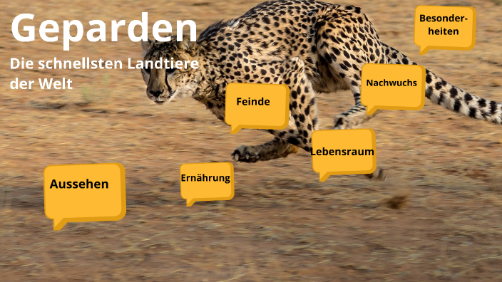 Geparden by leo voigt on Prezi