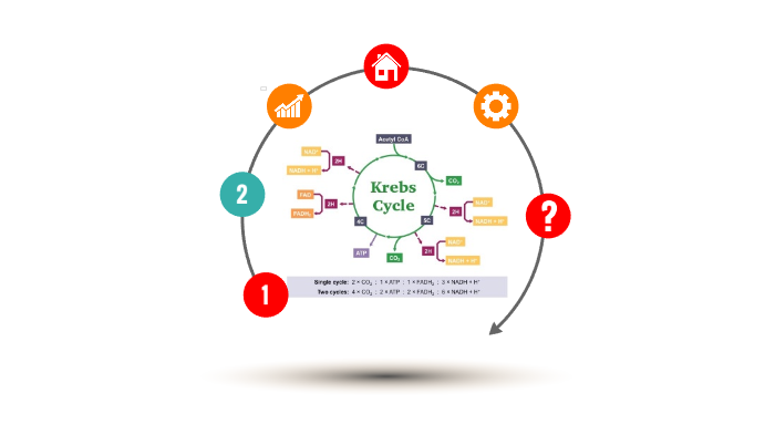 Krebs Cycle by Thomas Cooreman on Prezi