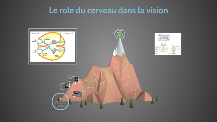 Le role du cerveau dans la vision by Djibril DIABY on Prezi