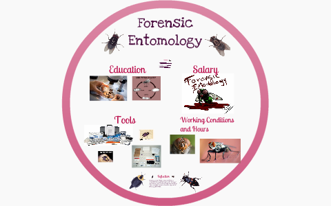 Forensic Entomology by Brianna Gerhardt on Prezi