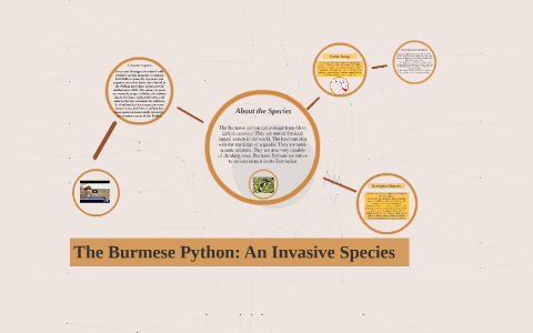 Burmese Pythons: An Invasive Species by abby leclerc on Prezi