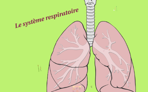 Le système respiratoire by Elika Emadi on Prezi