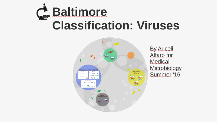 Baltimore Classification: Viruses by Ariceli Alfaro on Prezi