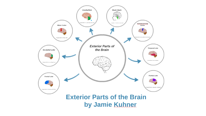 Exterior Parts of the Brain by Jamie Kuhner