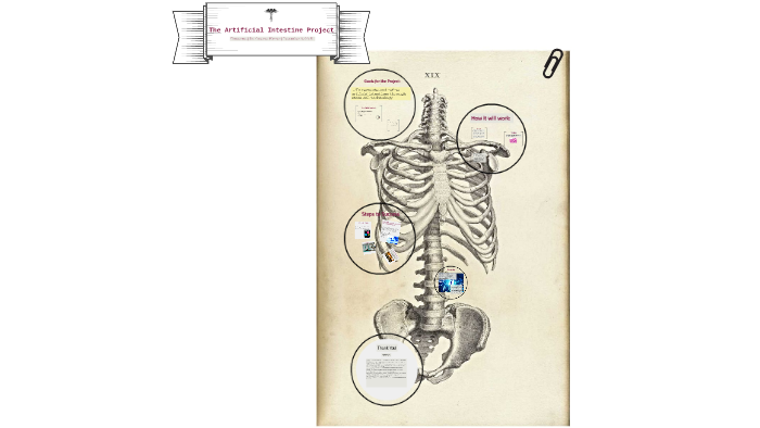 The Artificial Intestine Project by Caroline Mitton