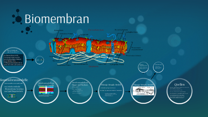 Biomembran by Tobias Birgle on Prezi