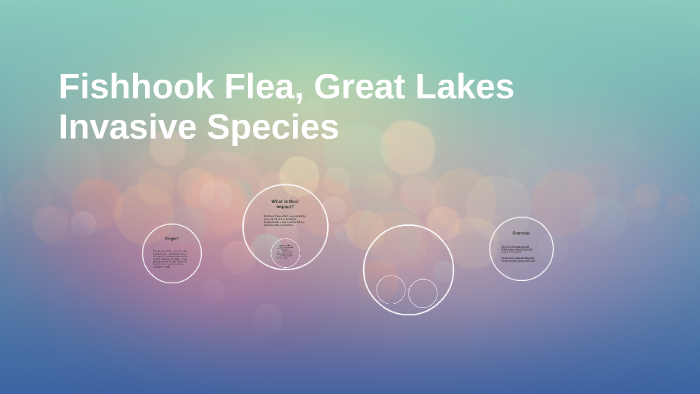 Fishhook Flea, Great Lakes Invasive Species by Cam Maddix on Prezi