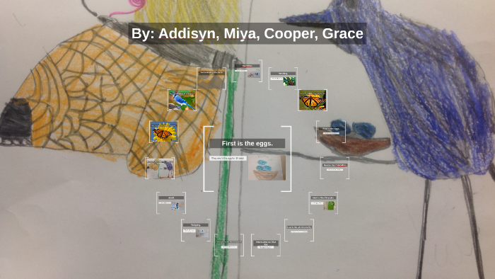 Monarch Butterfly and Blue Jay By: Addi,Miya, Cooper,Grace by Matisha ...