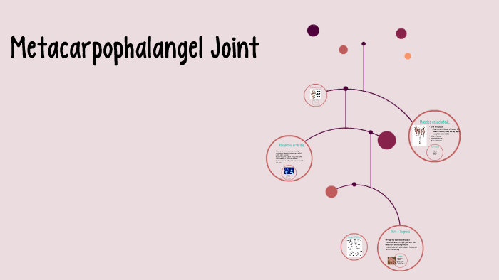 Metacarpophalangel Joint by Shayna Wheeler on Prezi