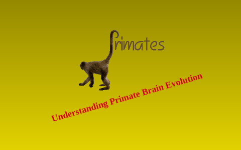 Understanding Primate Brain Evolution by Jona Somaraju on Prezi