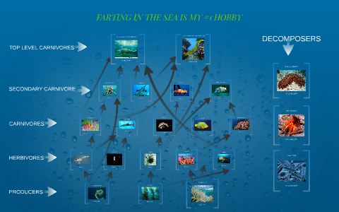 SCIENCE FOOD WEB by keith VBA10 on Prezi