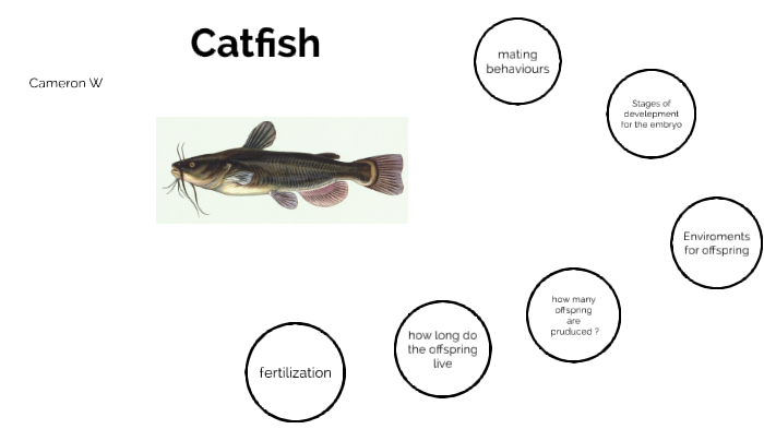 Catfish Project by cameron woolgar on Prezi