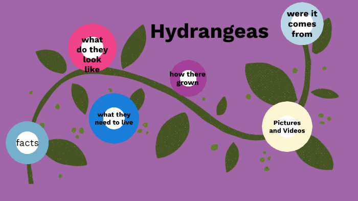 Hydrangea by Micah Simpson on Prezi