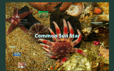 Common Sun Star by Kenia D on Prezi