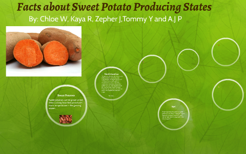 Facts about Sweet Potato Producing States by kaya roberts on Prezi