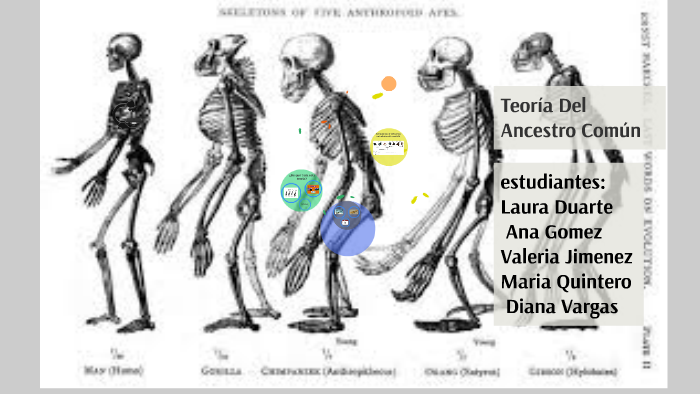Teoria del ancestro comun by Dalia Camila Vargas Salgado on Prezi
