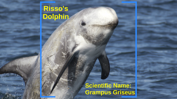 Risso's by Victoria Grabowski