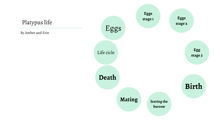 Platypus life Cycle by Nicki Prentice on Prezi