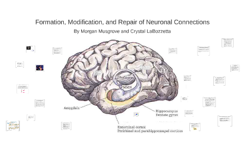 Formation, Modification, and Repair of Neuronal Connections by Crystal ...