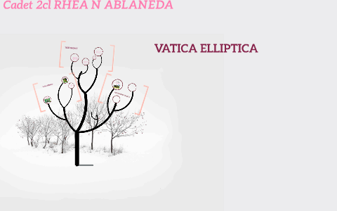 VATICA ELLIPTICA by Rhea Ablaneda on Prezi