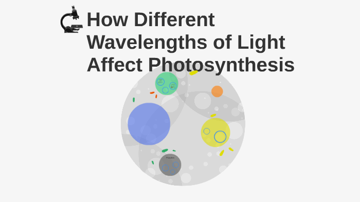 How Different Wavelengths of Light Affect Photosynthesis by Dominique ...