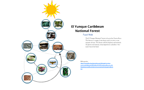 El Yunque Caribbean National Forest by Maya Venkersammy on Prezi