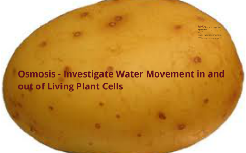 Potato Cells - Y12 Biology by Kat Maguire on Prezi