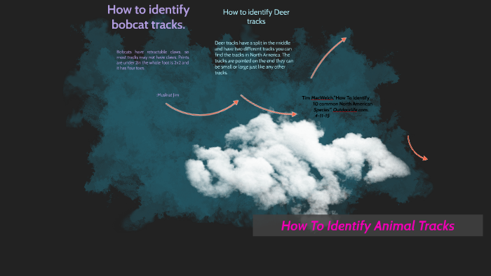 How To Identify Animal Tracks by william smith