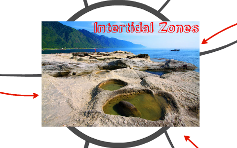 Intertidal Zones by Bailey Roberts on Prezi