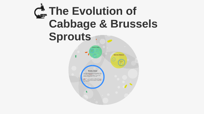The Evolution of Cabbage & Brussels Sprouts by Annicka Konz on Prezi