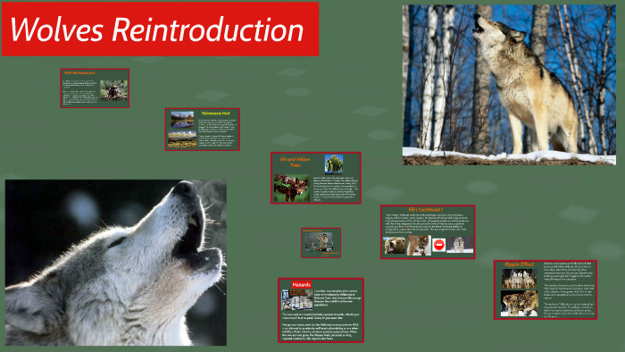 Introduction of Wolves by Jacob McMenamy on Prezi