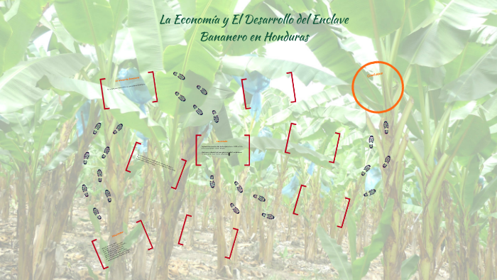 La Economía y El Desarrollo del Enclave Bananero en Honduras by Ashley ...