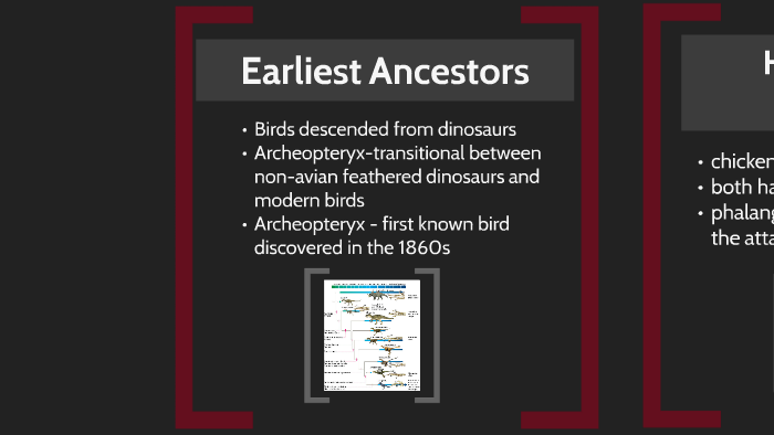 Evolution of the Chicke by Jordan Helmick