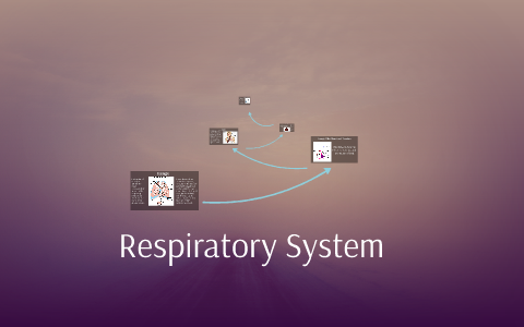 The lungs are the main organs of the respiratory system. In by randy ...