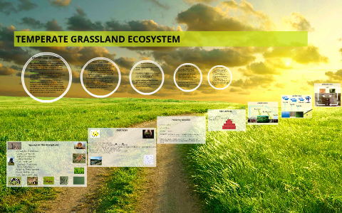 TEMPERATE GRASSLAND BIOME by twilight woods on Prezi