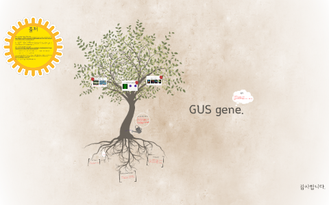 GUS gene. by on Prezi