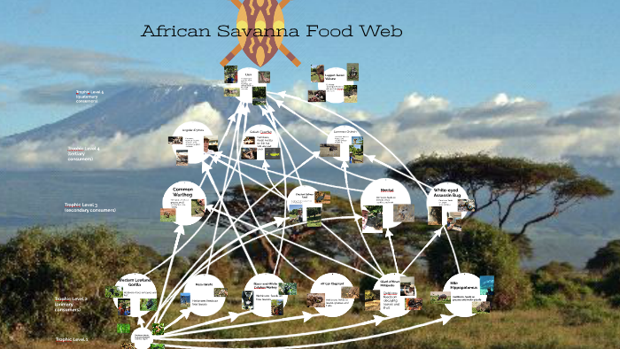 African Savanna Food Web by Lucas Wilson on Prezi
