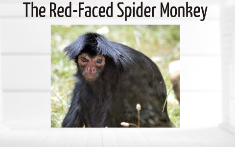 The Red-Faced Spider Monkey by Cassady Croft on Prezi